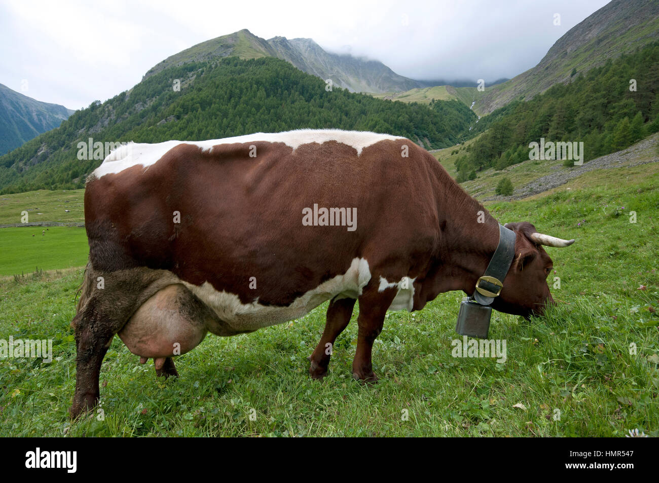 Cow (Bos taurus) grazing in Val di Fosse (Pfossental), Val Senales ...