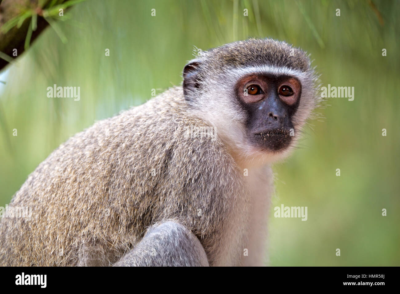 blur in south africa kruger wildlife nature reserve and wild monkey ...