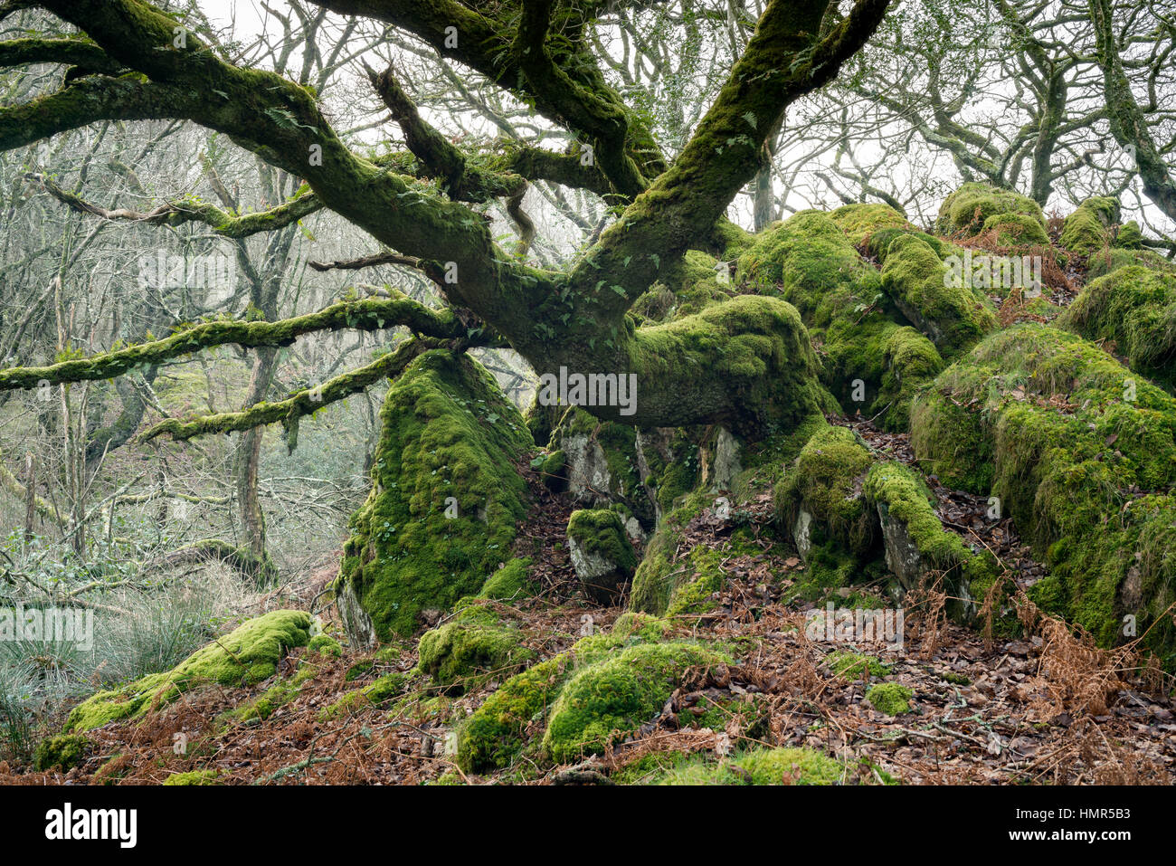 Ty Canol Woods Pembrokeshire Wales Stock Photo - Alamy