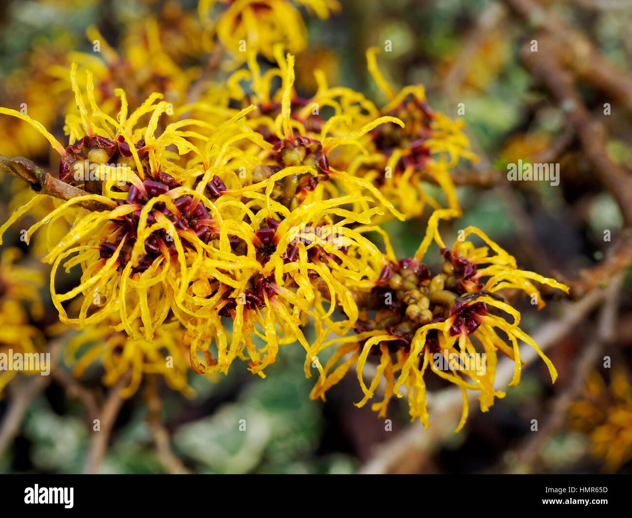 The witch hazel shrub Hamamelis x Intermedia "Barmstedt Gold" provides ...