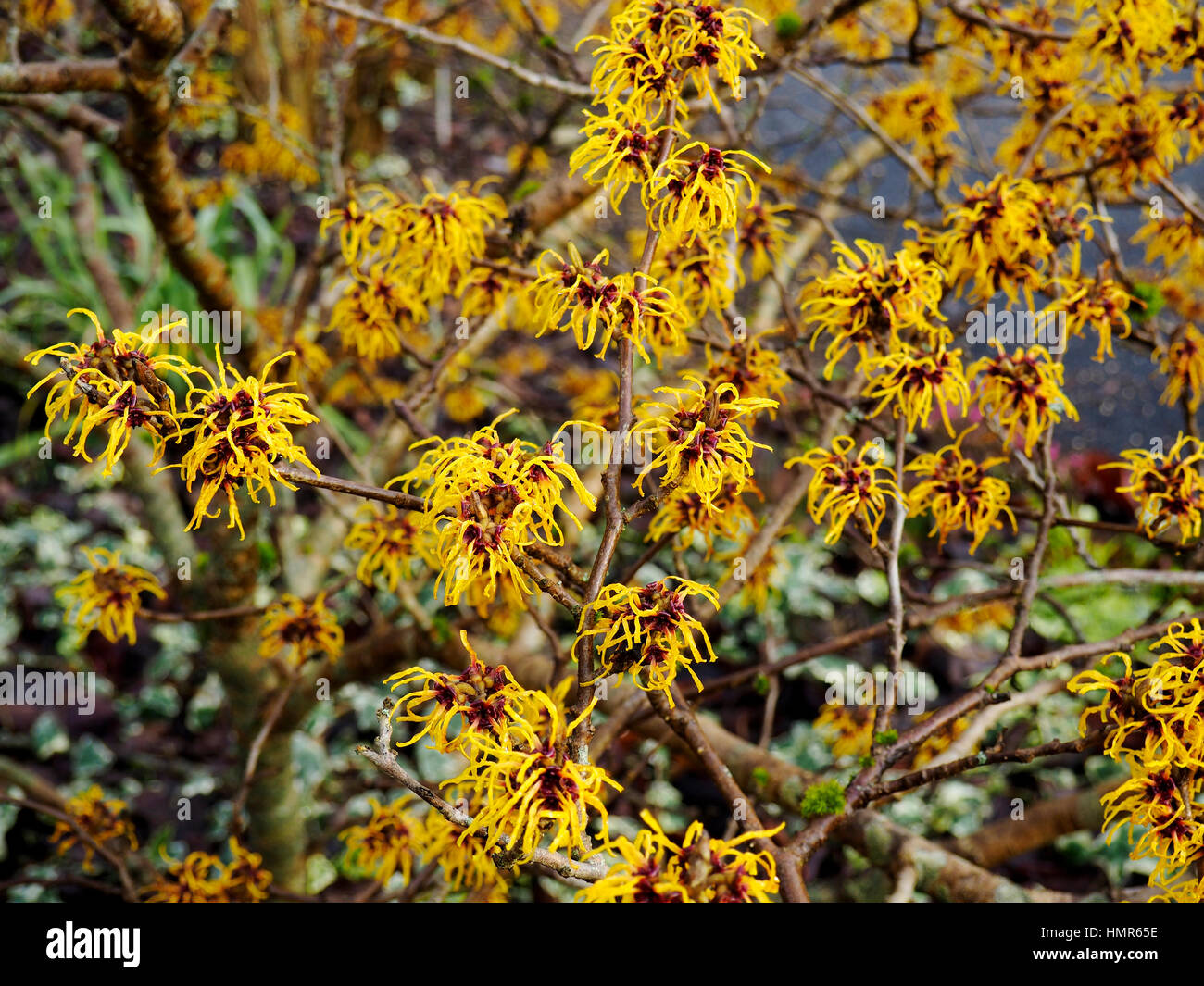 Barmstedt gold witch hazel hi-res stock photography and images - Alamy