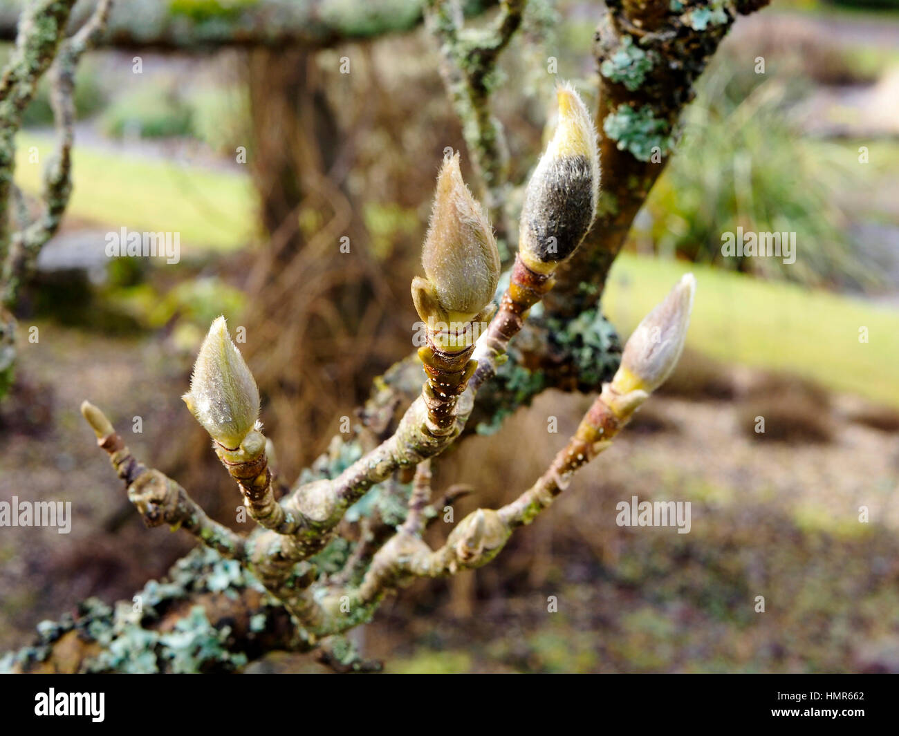 Magnolia bud magnolia soulangeana hi-res stock photography and images ...