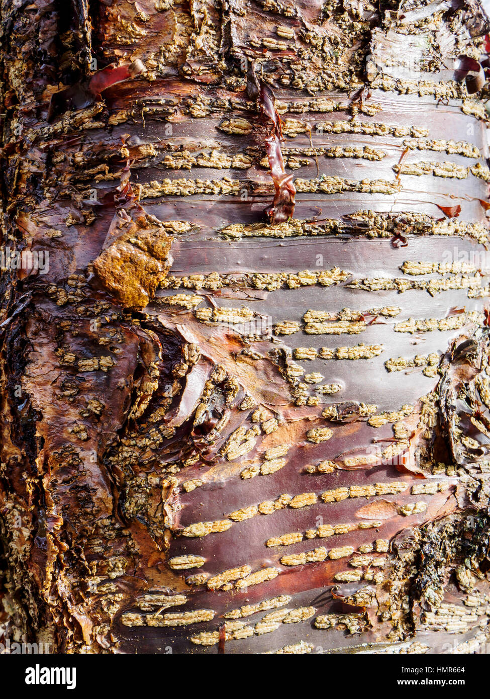 Bark of a Prunus Rufa ((Himalayan Cherry) tree in winter Stock Photo ...