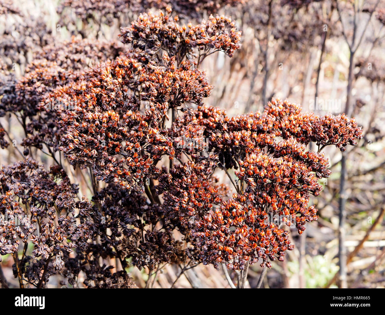Sedum telephium sunkissed hi-res stock photography and images - Alamy Sedum telephium sunkissed hi-res stock photography and images - Alamy