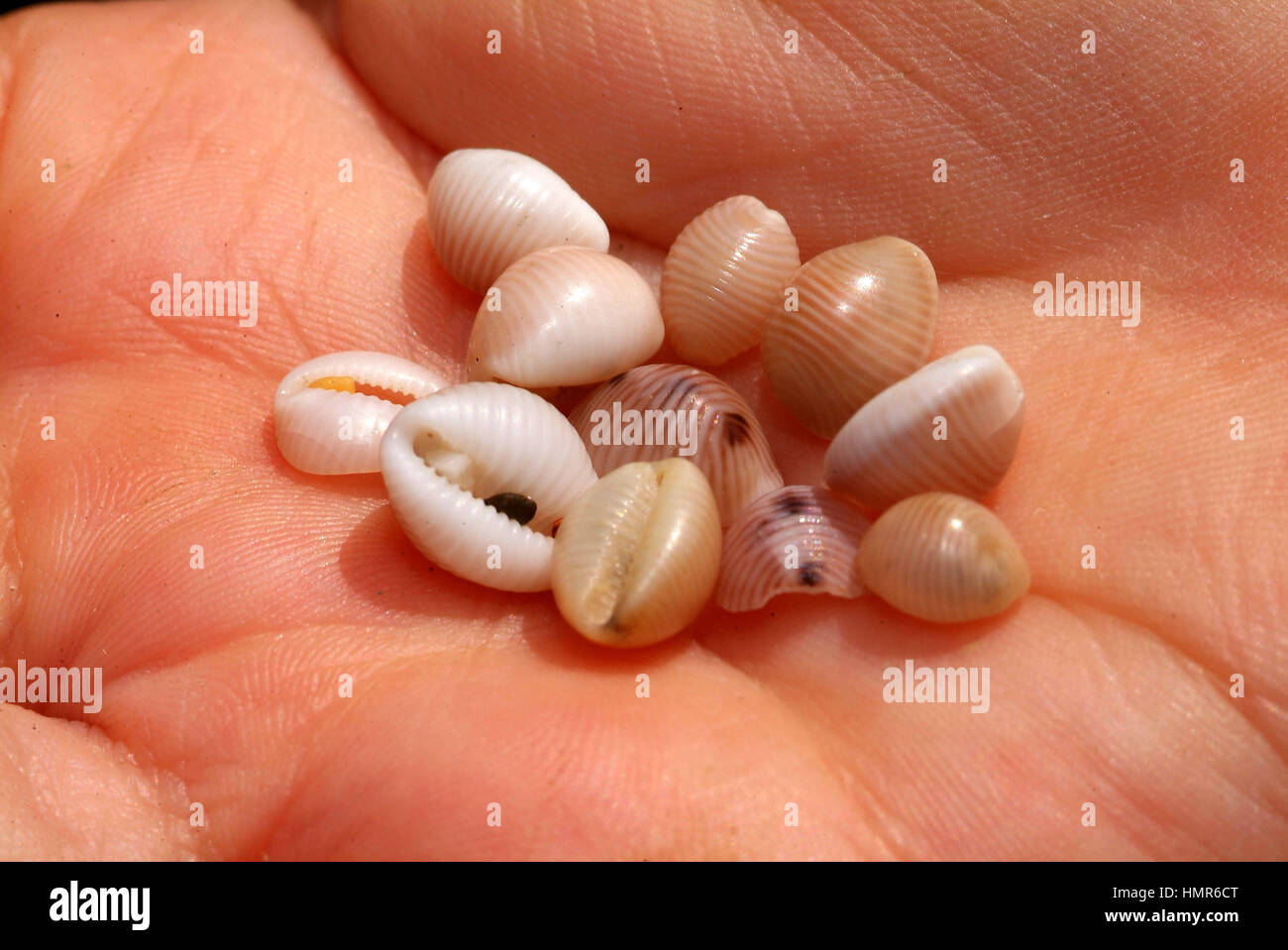Cowrie shell uk hi-res stock photography and images - Alamy