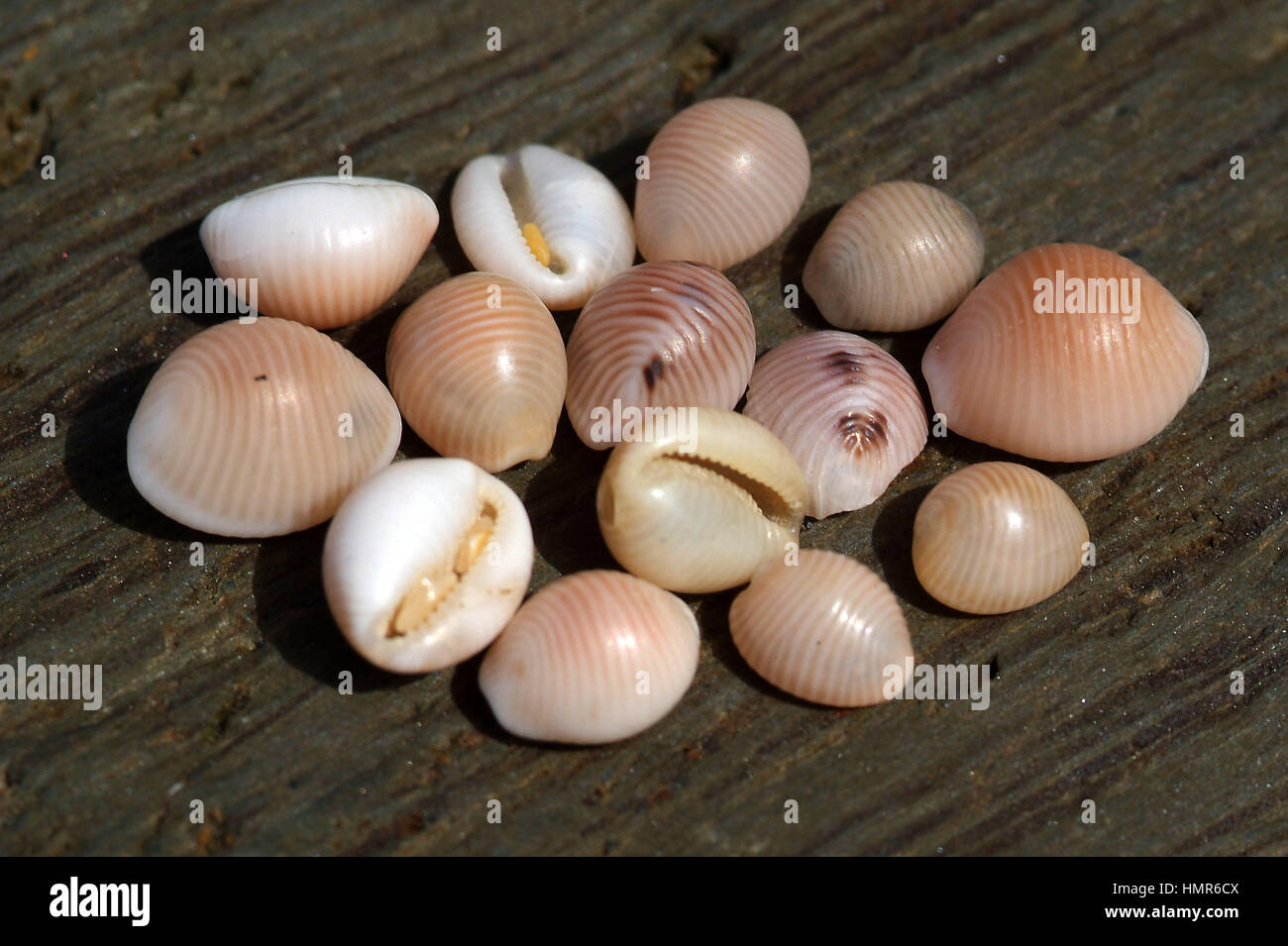 Family rockpooling hi-res stock photography and images - Alamy