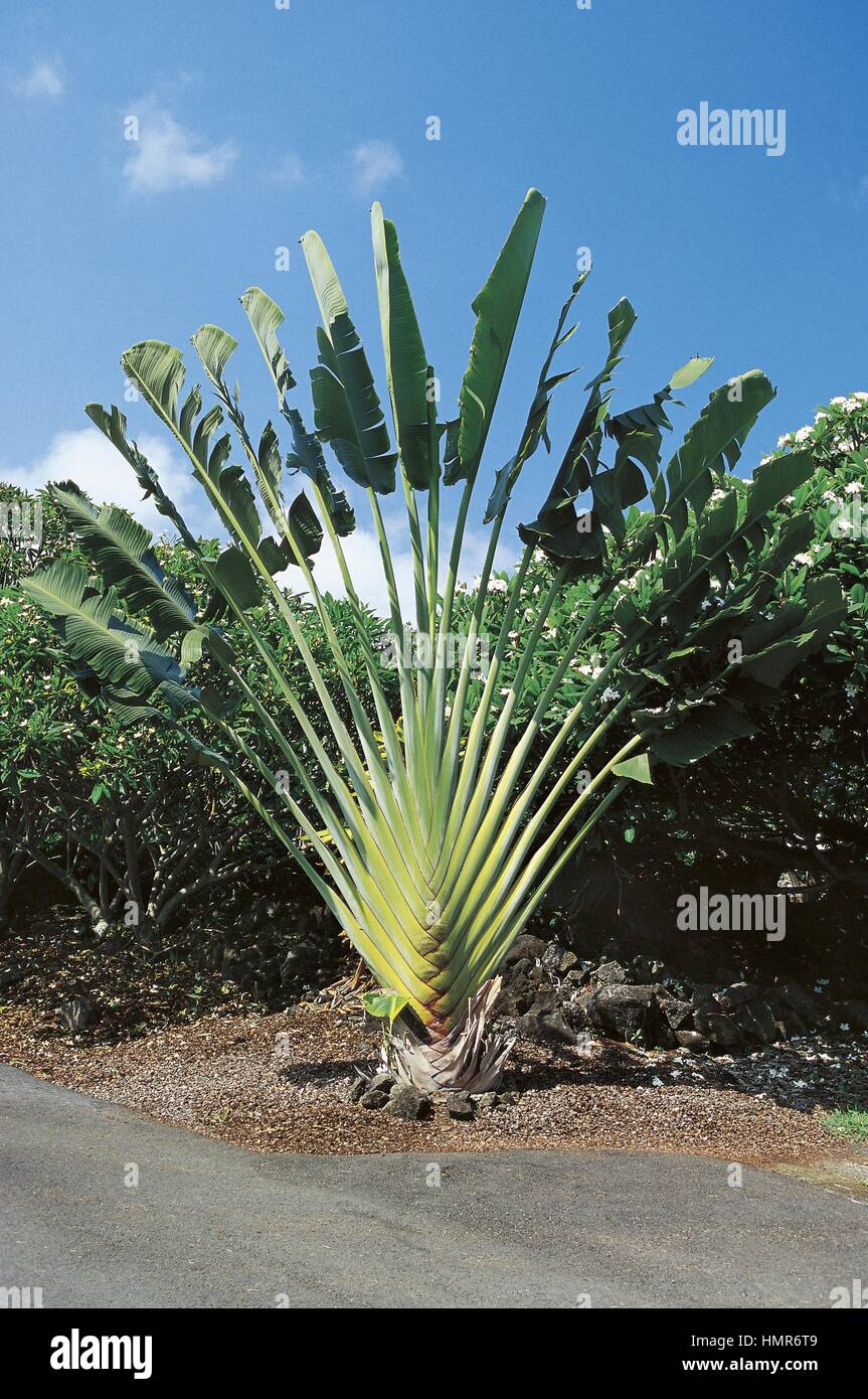 Botany - Strelitziaceae. Traveler's tree (Ravenala madagascariensis ...