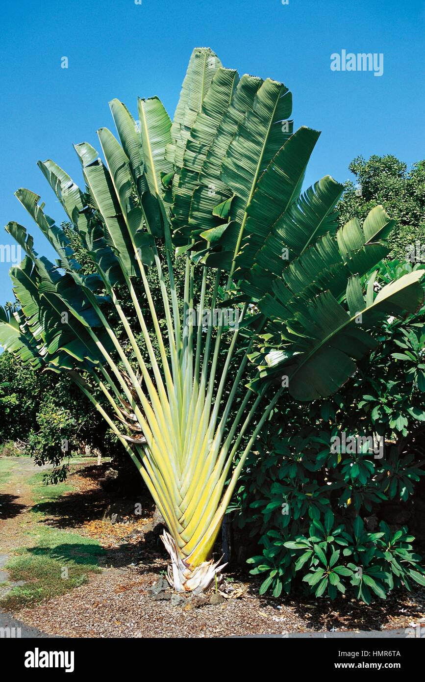Traveller's Palm (Ravenala madagascariensis), Strelitziaceae Stock ...