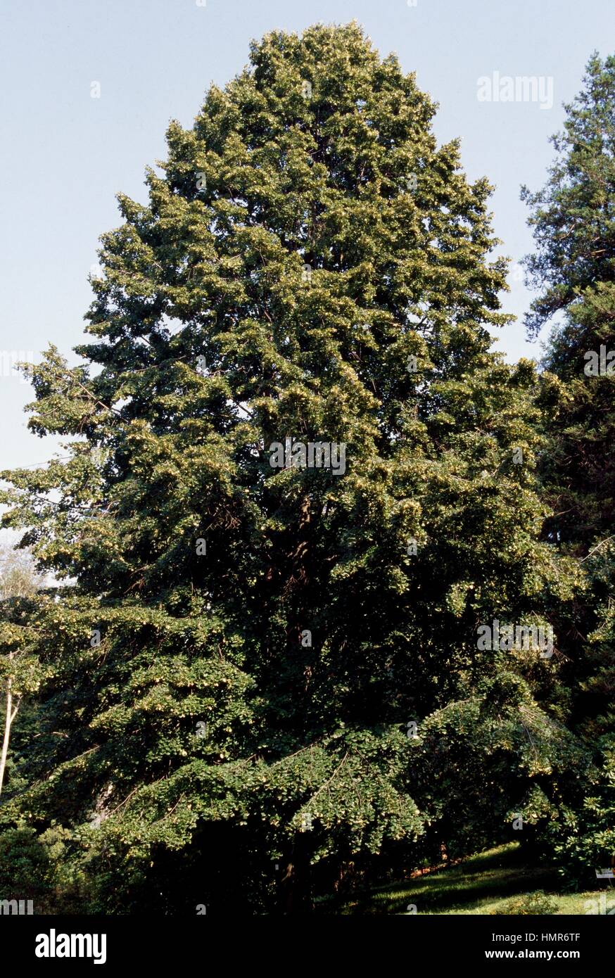 Silver Lime or Silver Linden (Tilia tomentosa), Tigliacee-Malvaceae ...