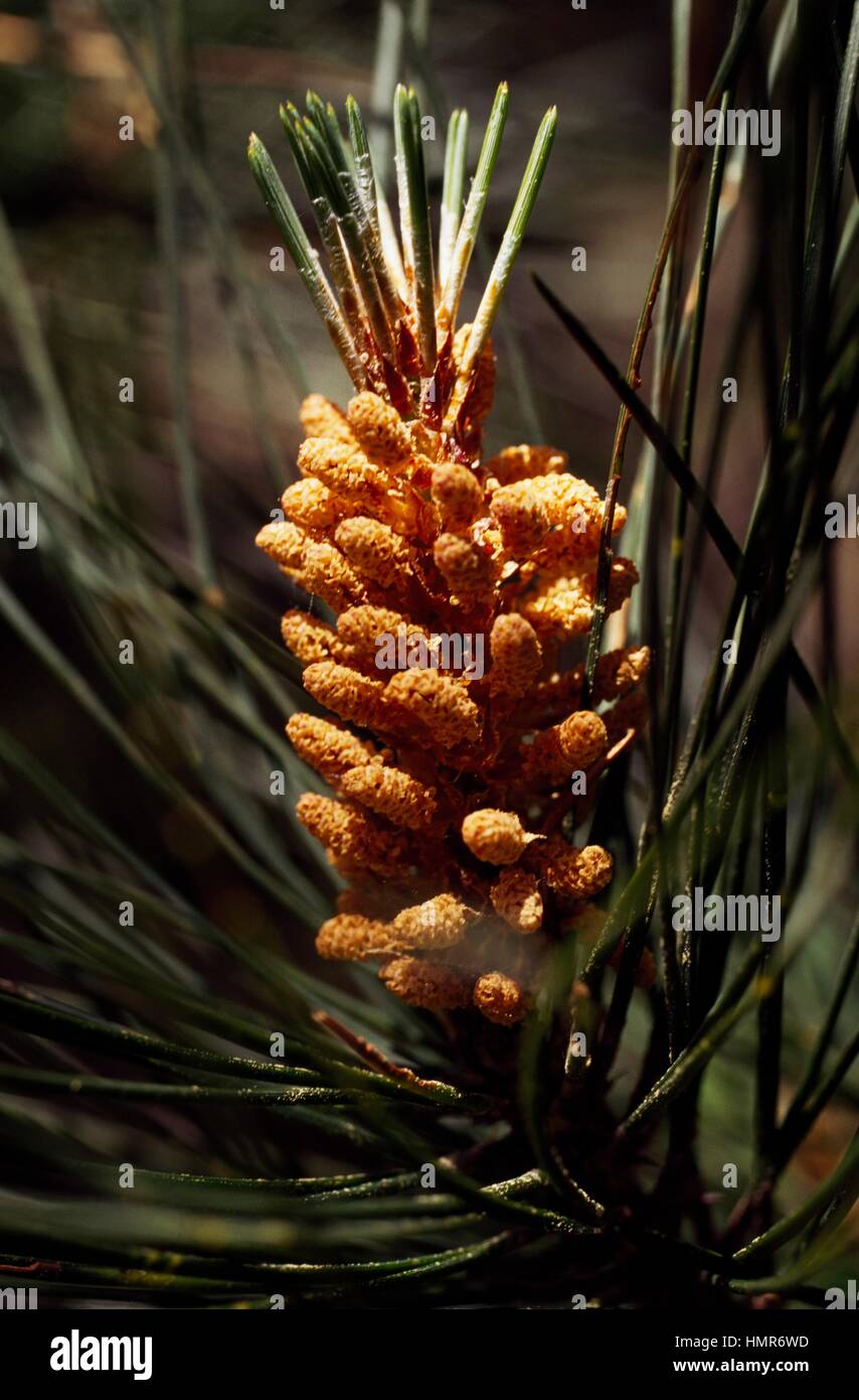 Leaves and inflorescences of Insignis pine or Radiata pine (Pinus ...