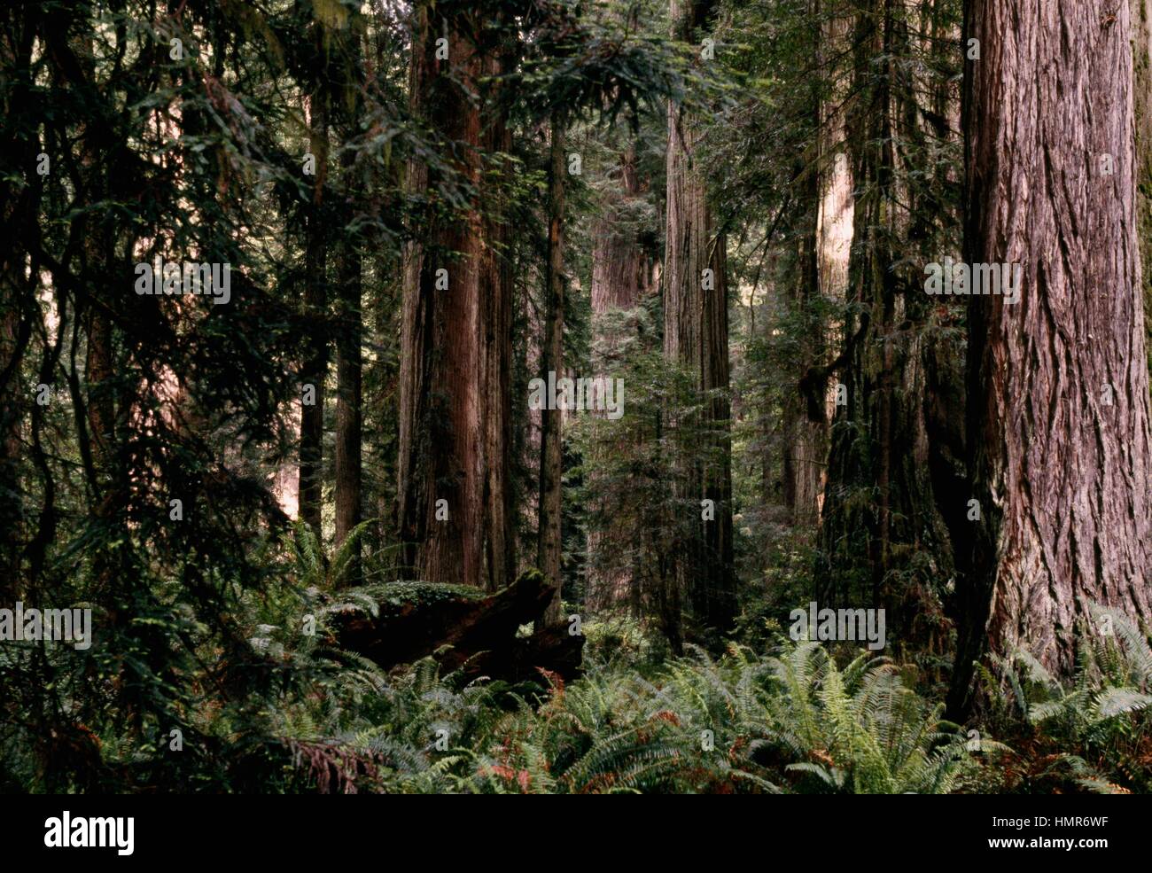 Redwood forest in national hi-res stock photography and images - Alamy