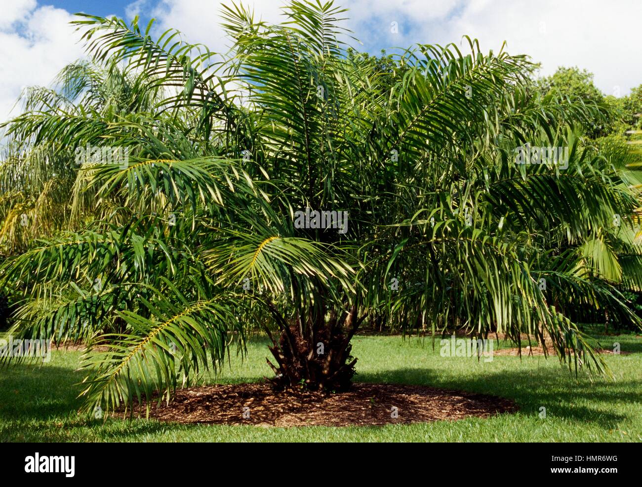 Oil palm (Elaeis guineensis), Arecaceae Stock Photo - Alamy