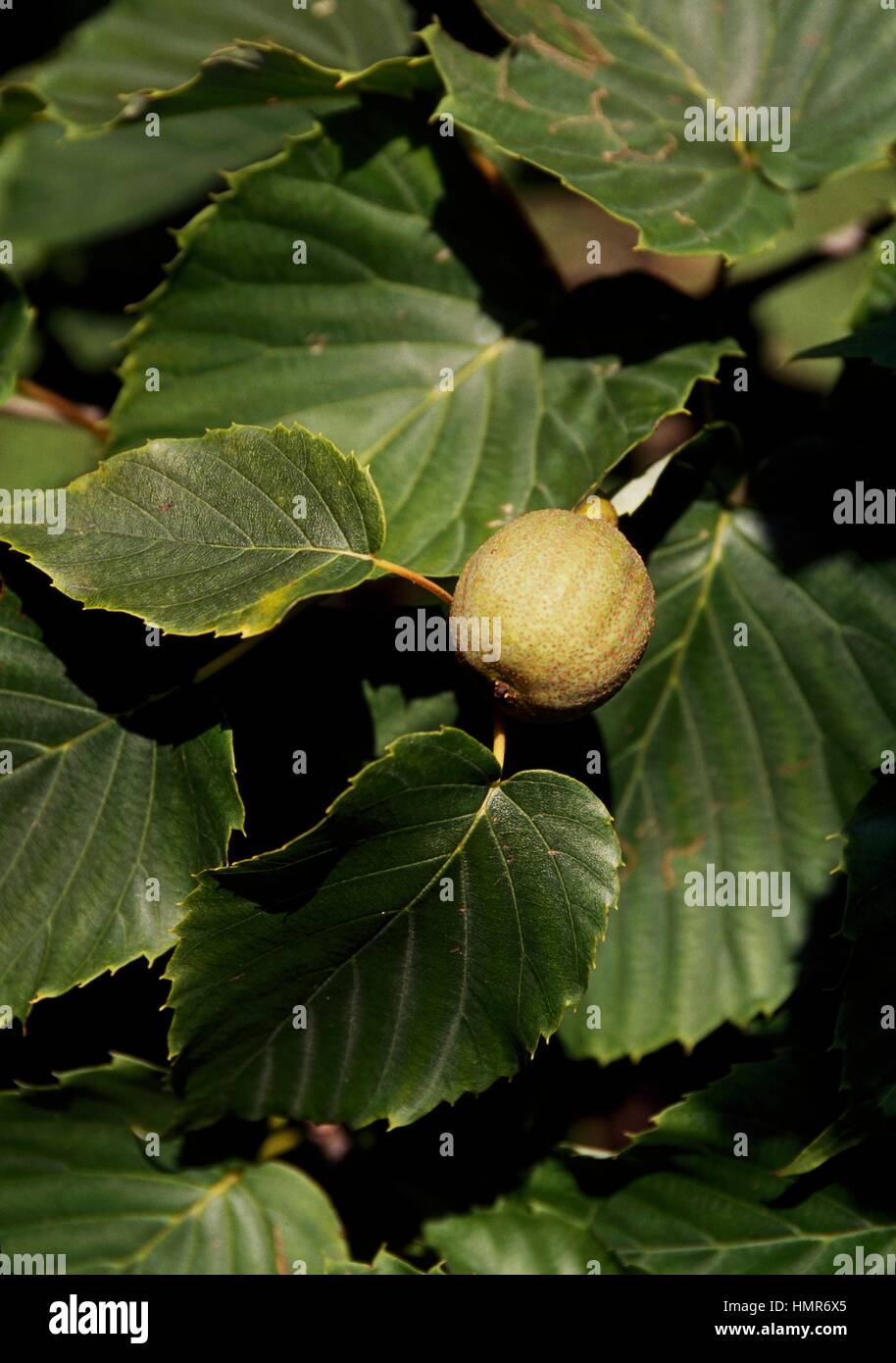 Dove Tree (Davidia involucrata), Nissaceae. Detail Stock Photo - Alamy