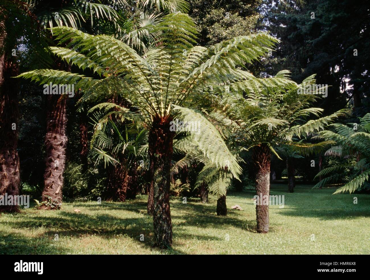 Australian Tree Fern or Soft Tree Fern (Dicksonia antarctica ...