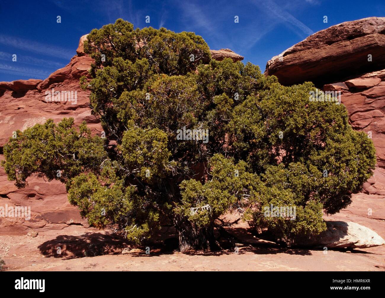 Western juniper juniperus occidentalis hi-res stock photography and ...
