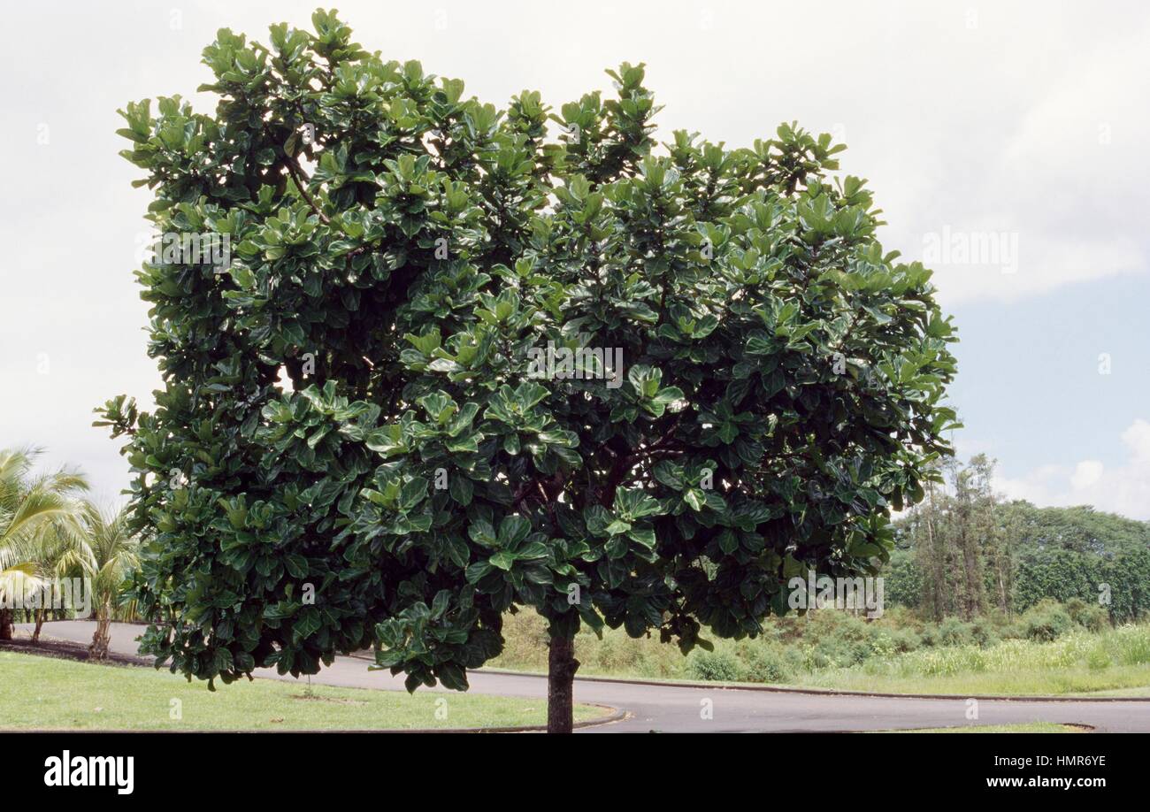Lyrata hi-res stock photography and images - Alamy