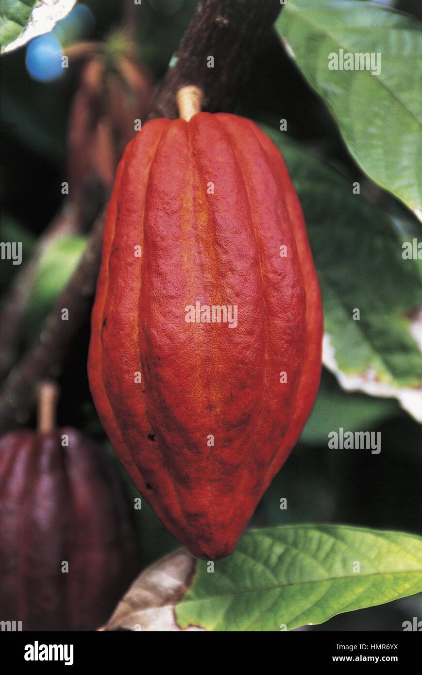 Botany - Trees - Sterculiaceae. Cacao tree (Theobroma cacao). Pod Stock ...