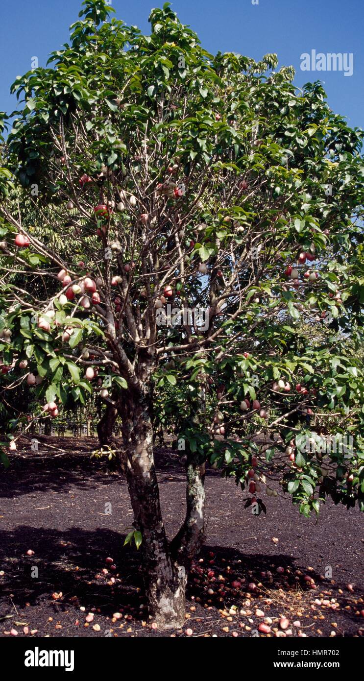 Java apple tree hi-res stock photography and images - Alamy