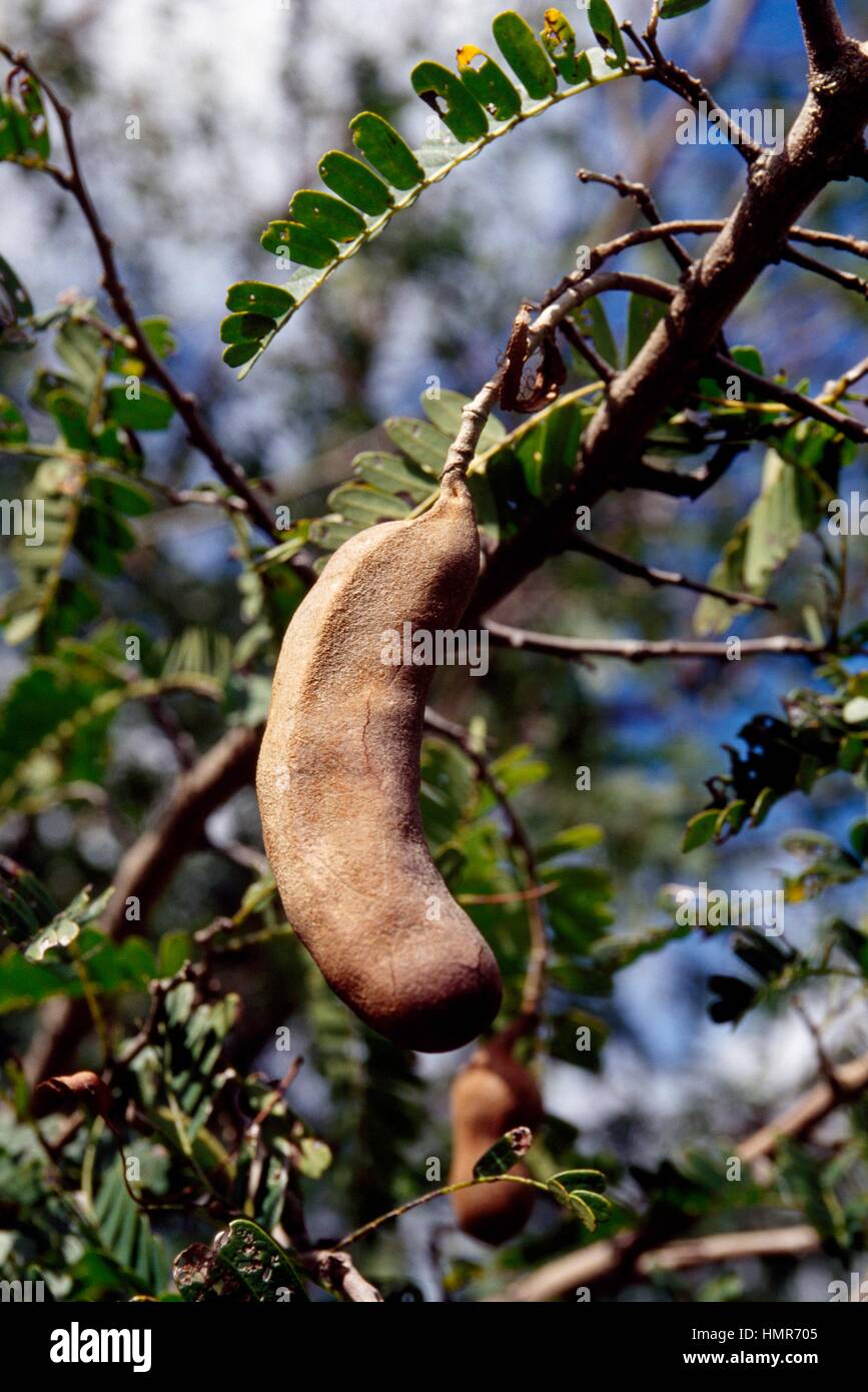 Tamarind fruit tree tamarindus indica hi-res stock photography and ...