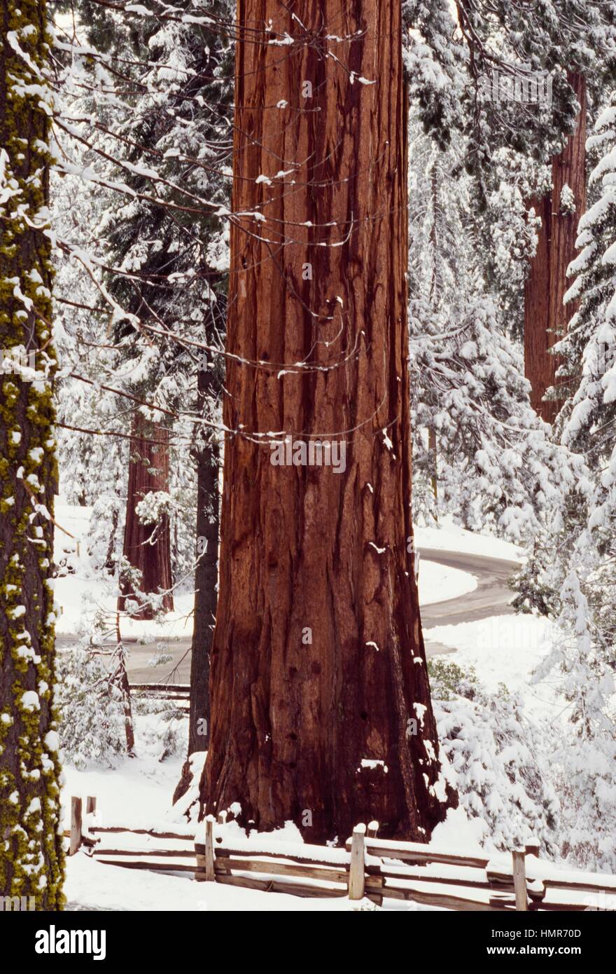 Giant sequoia trunk (Sequoiadendron giganteum), Cupressaceae Stock ...