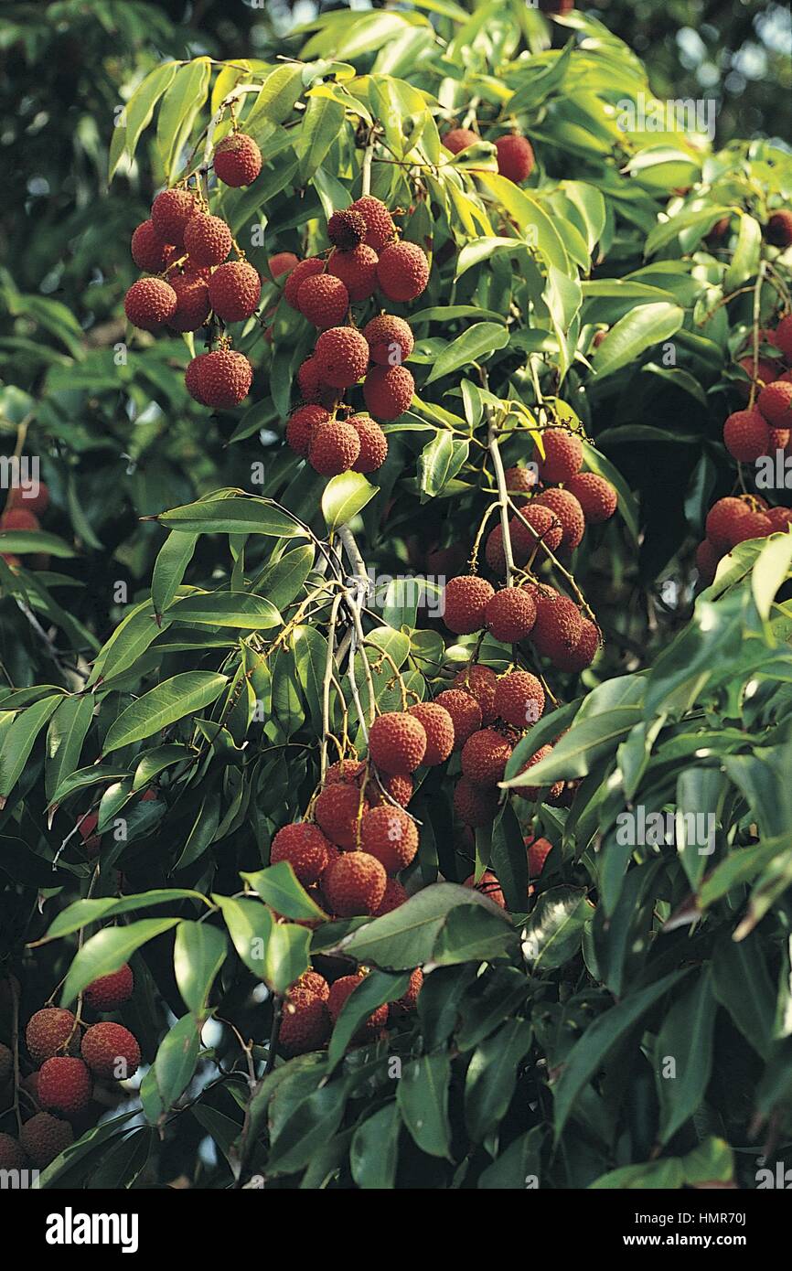 Botany - Trees - Sapindaceae. Lychee (Litchi chinensis Stock Photo - Alamy