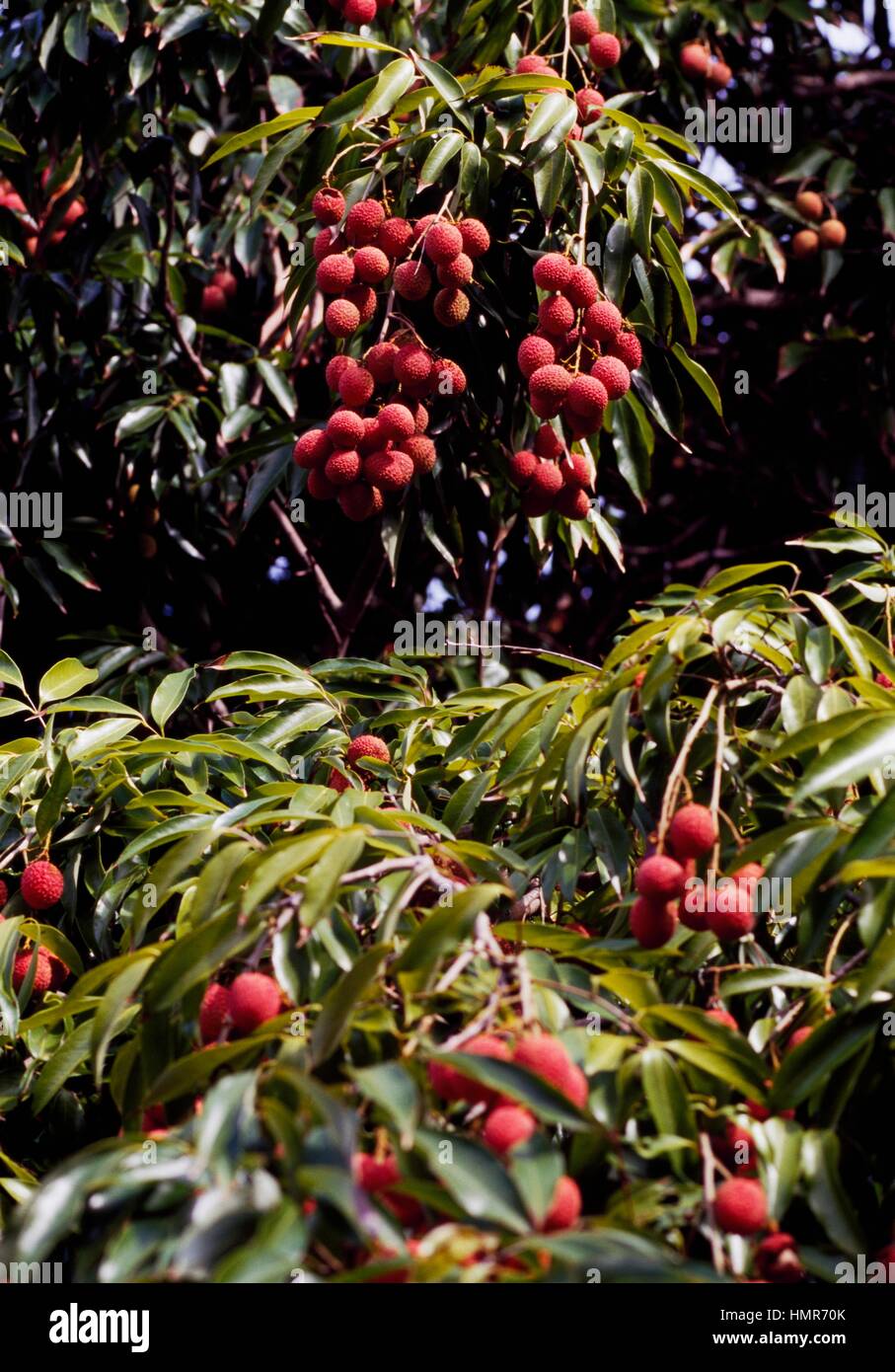 Litchi or lychee leaves (Litchi chinensis), Sapindaceae Stock Photo - Alamy