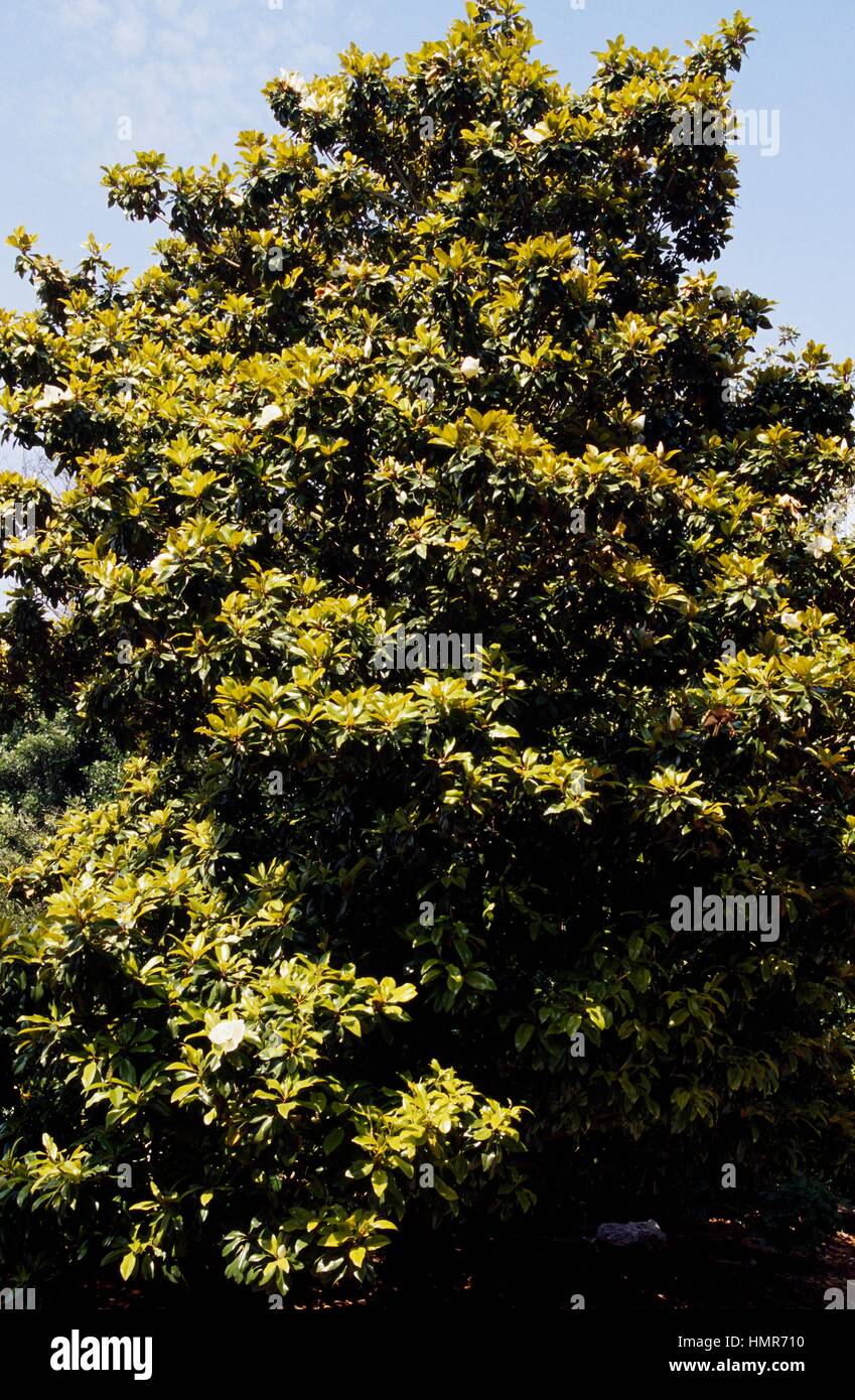Southern magnolia (Magnolia grandiflora), Magnoliaceae Stock Photo - Alamy