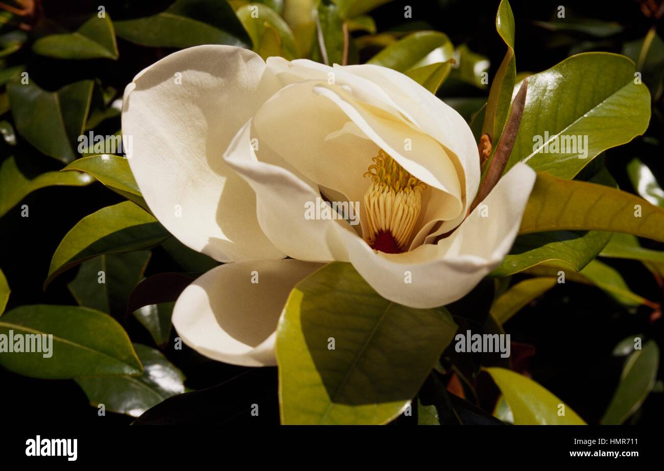 Leaves and flower of Southern magnolia (Magnolia grandiflora ...