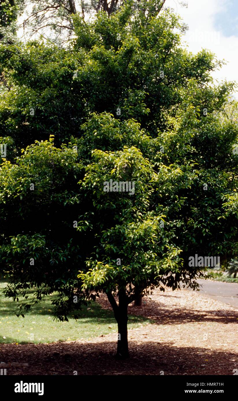 Nutmeg tree (Myristica fragrans), Myristicaceae. Indonesia Stock Photo ...