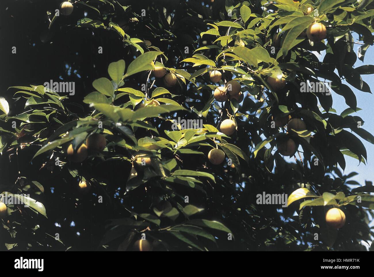 Botany - Trees - Myristicaceae. Nutmeg (Myristica fragrans Stock Photo ...