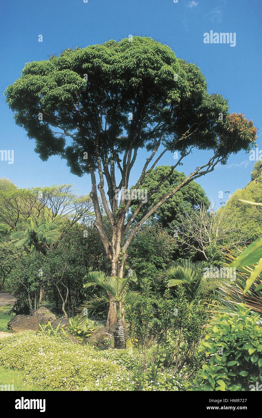Botany - Trees - Anacardiaceae - Mango (Mangifera indica Stock Photo ...