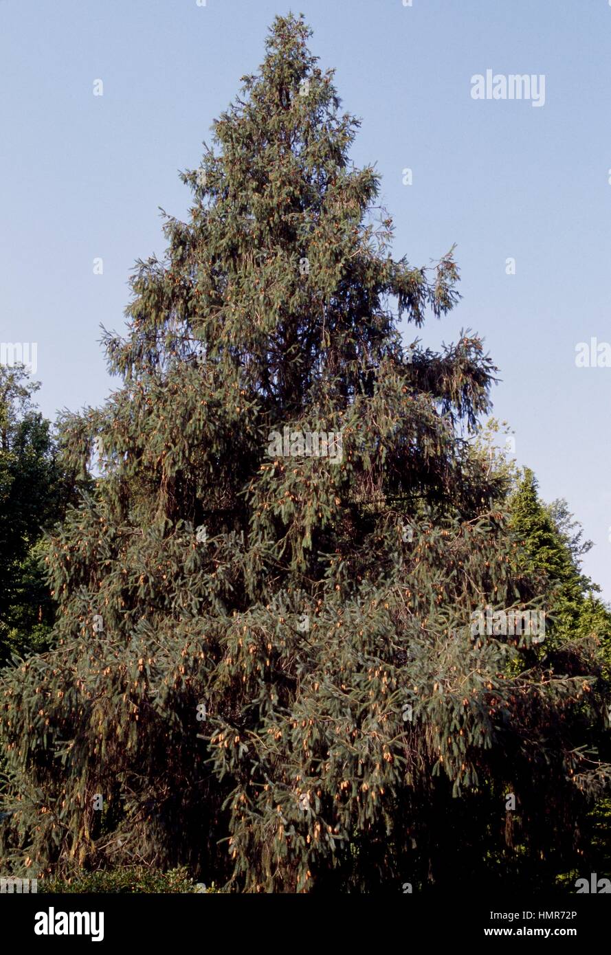 Sikkim Tree People High Resolution Stock Photography and Images - Alamy