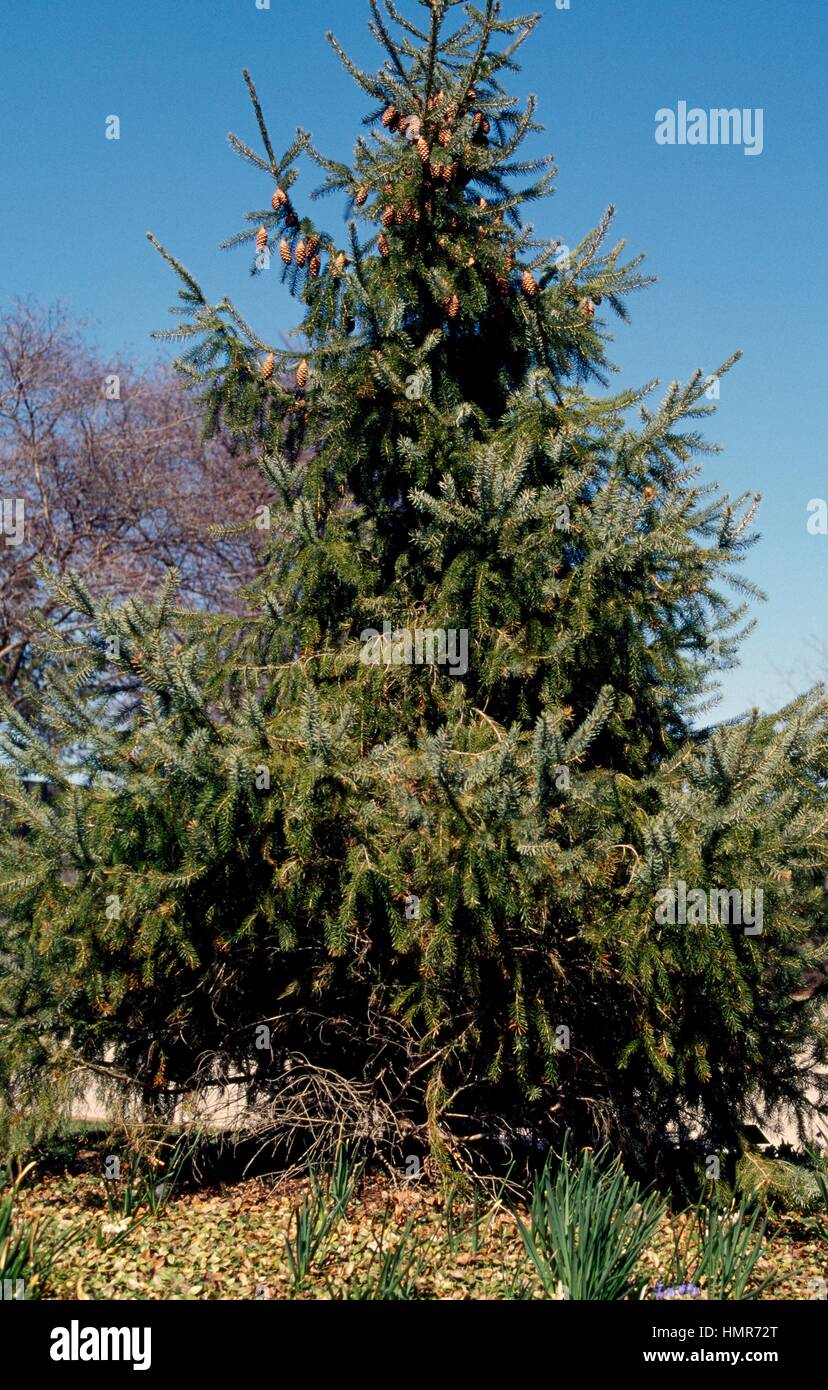 Serbian Spruce (Picea omorika), Pinaceae Stock Photo - Alamy