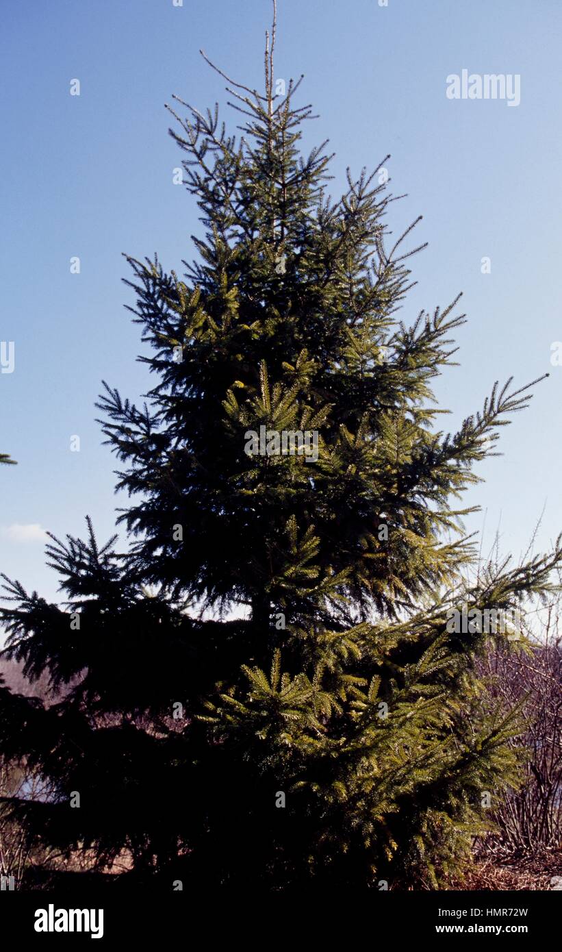 Japanese bush spruce picea maximowiczii hi-res stock photography and ...