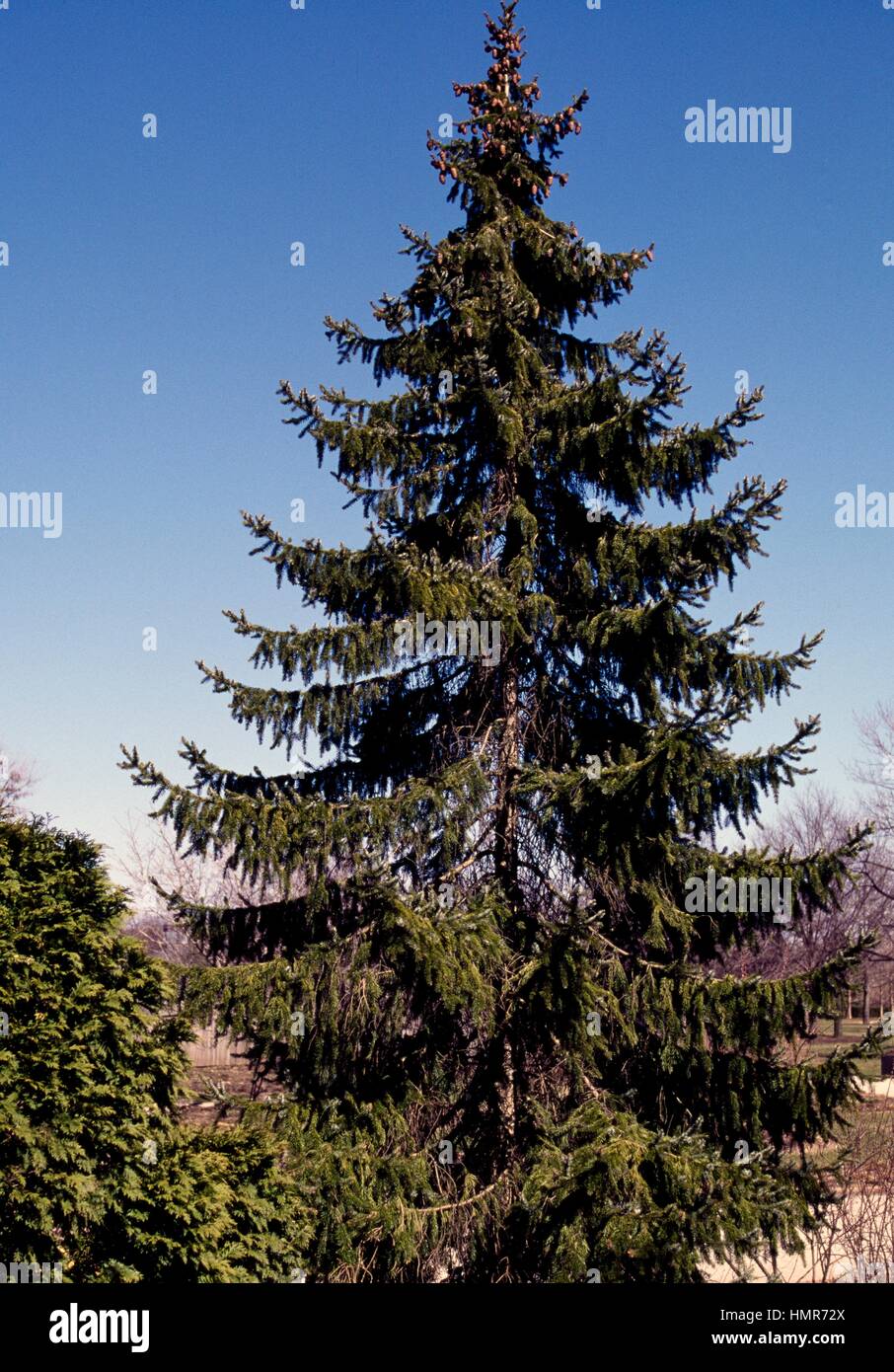 Serbian Spruce (Picea omorika), Pinaceae Stock Photo - Alamy