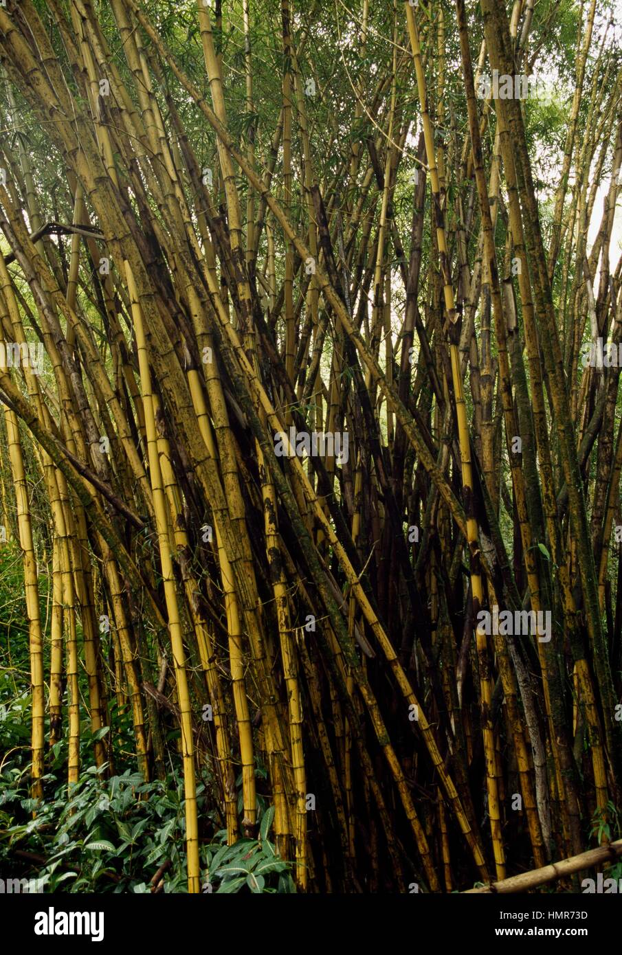 Common Bamboo or Golden Bamboo (Bambusa vulgaris), Poaceae Stock Photo ...