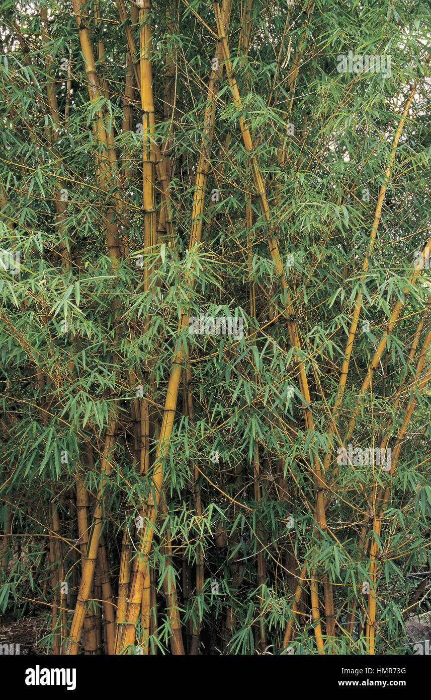 Botany - Gramineae- Common bamboo (Bambusa vulgaris Stock Photo - Alamy