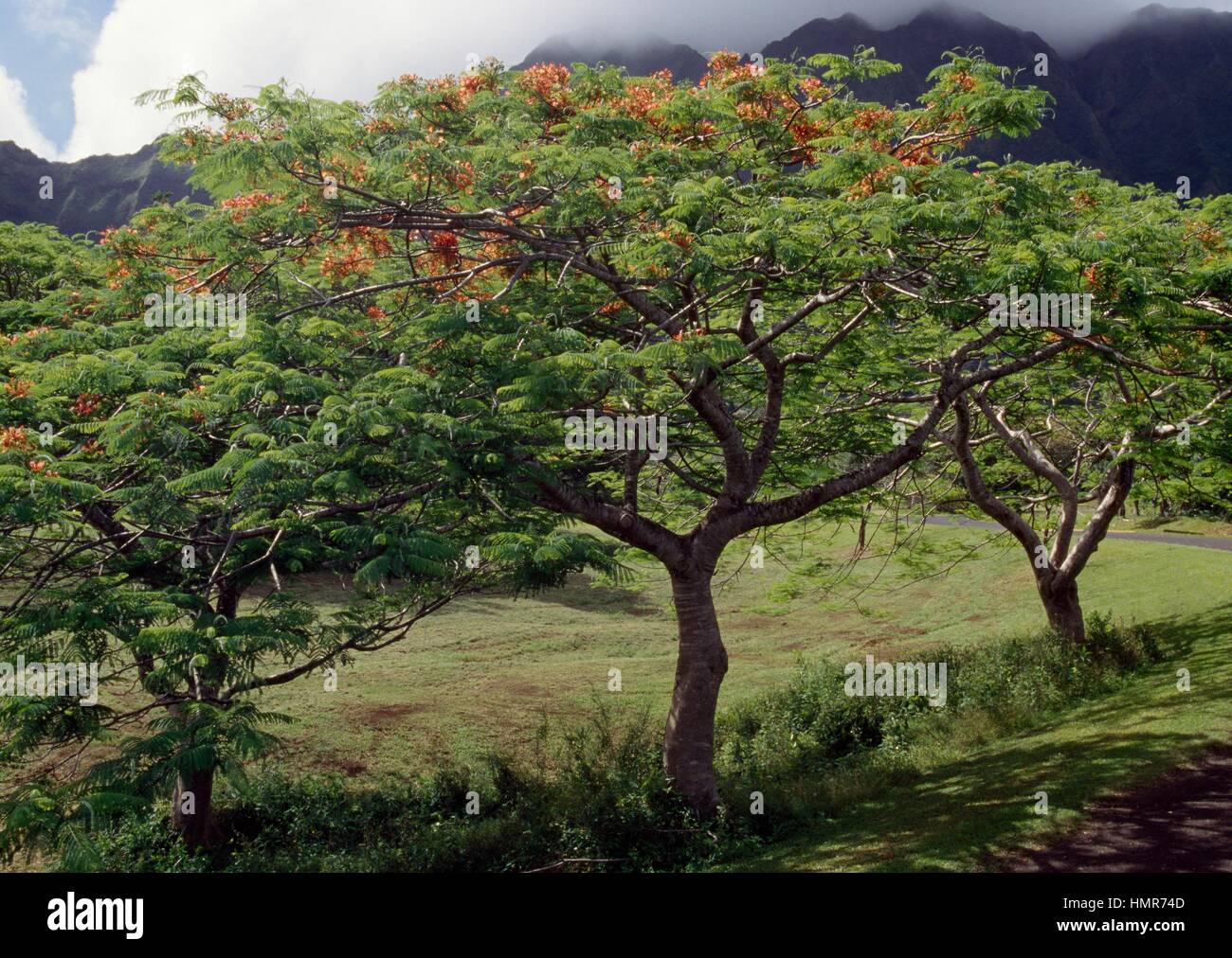 Fabaceae leguminosae hi-res stock photography and images - Alamy