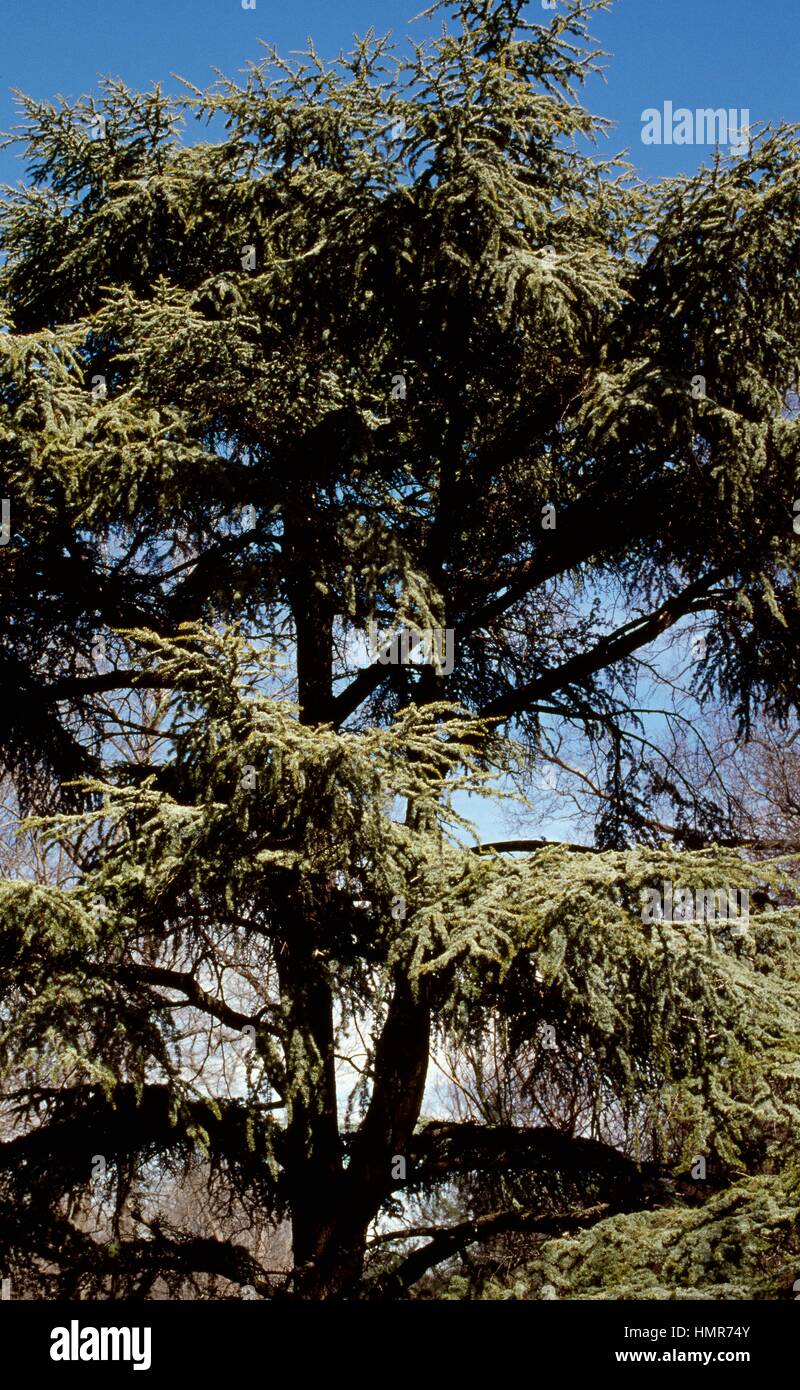 Atlantic cedar cedrus atlantica hi-res stock photography and images - Alamy