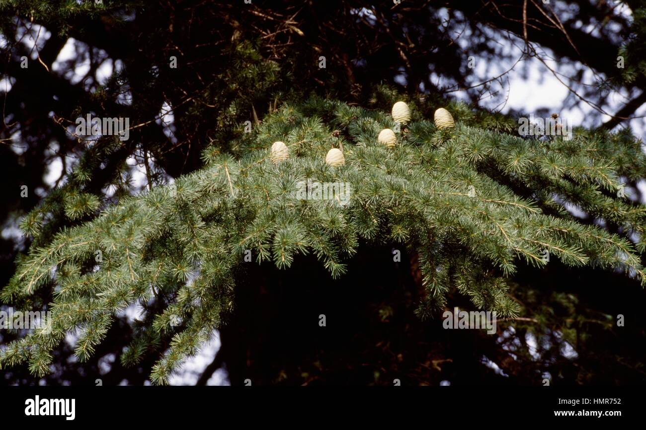Himalayan Cedar branch with cones (Cedrus deodara), Pinaceae Stock ...