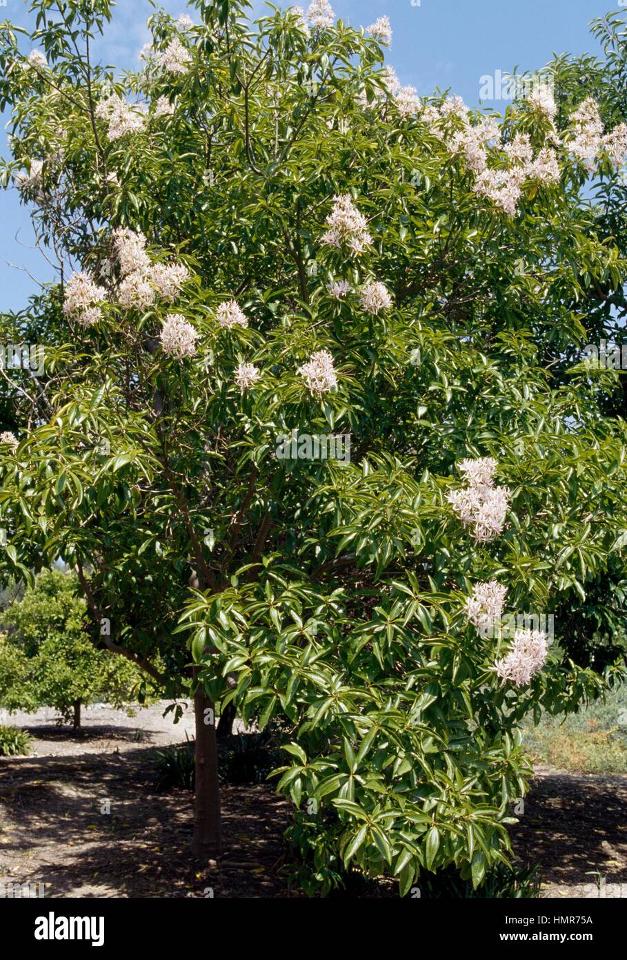 Cape Chestnut (Calodendrum capense), Rutaceae Stock Photo - Alamy