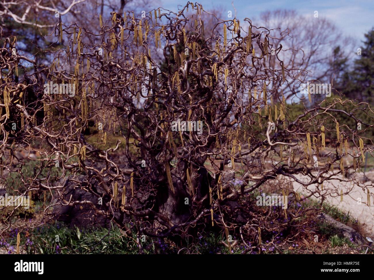 Contorted Hazel (Corylus avellana contorta), Betulaceae Stock Photo - Alamy