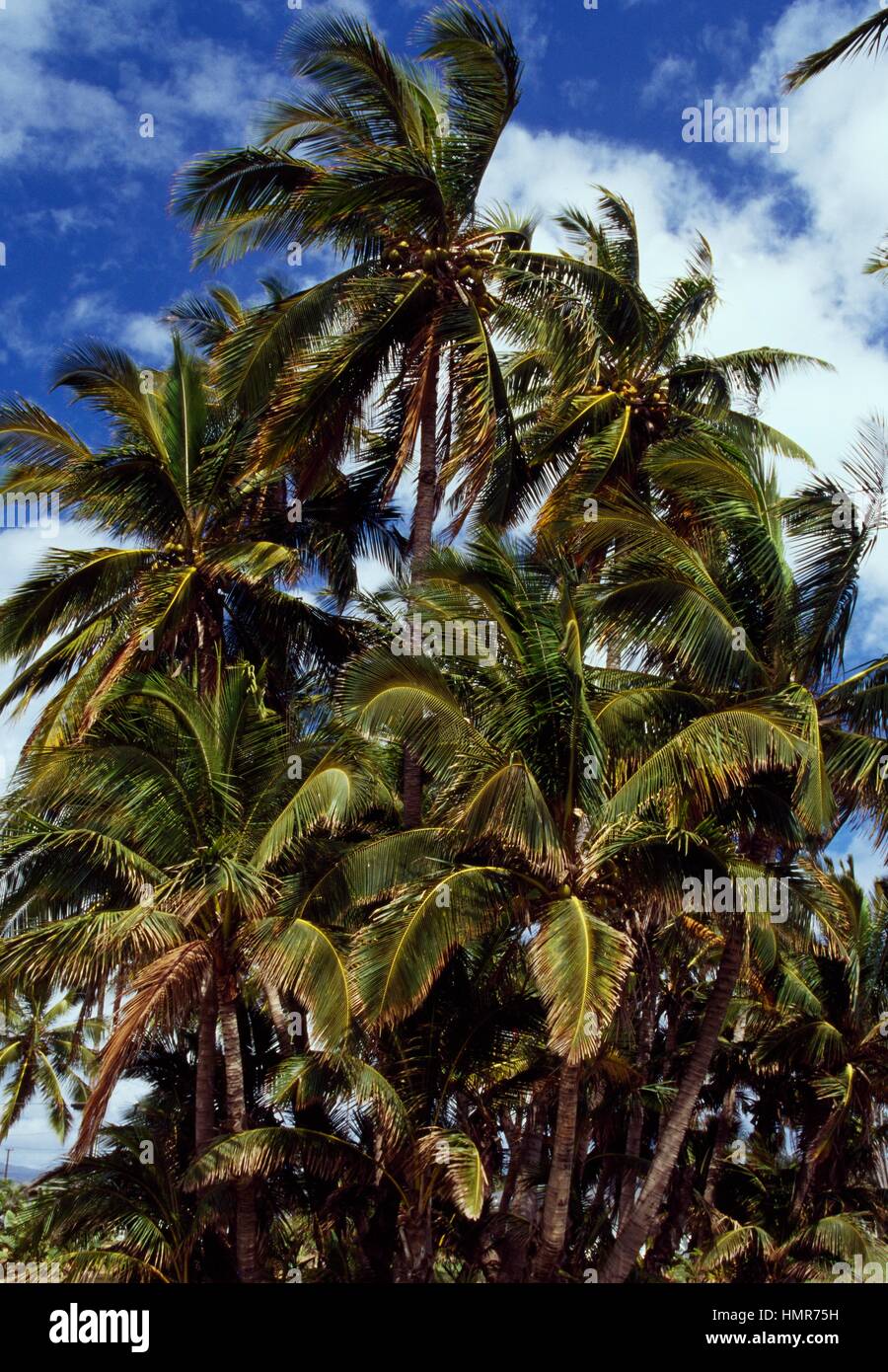 Coconut palm specimens cocos nucifera hi-res stock photography and ...