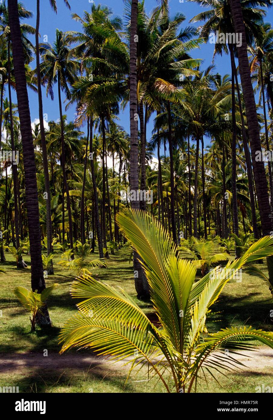 Coconut palm specimens cocos nucifera hi-res stock photography and ...