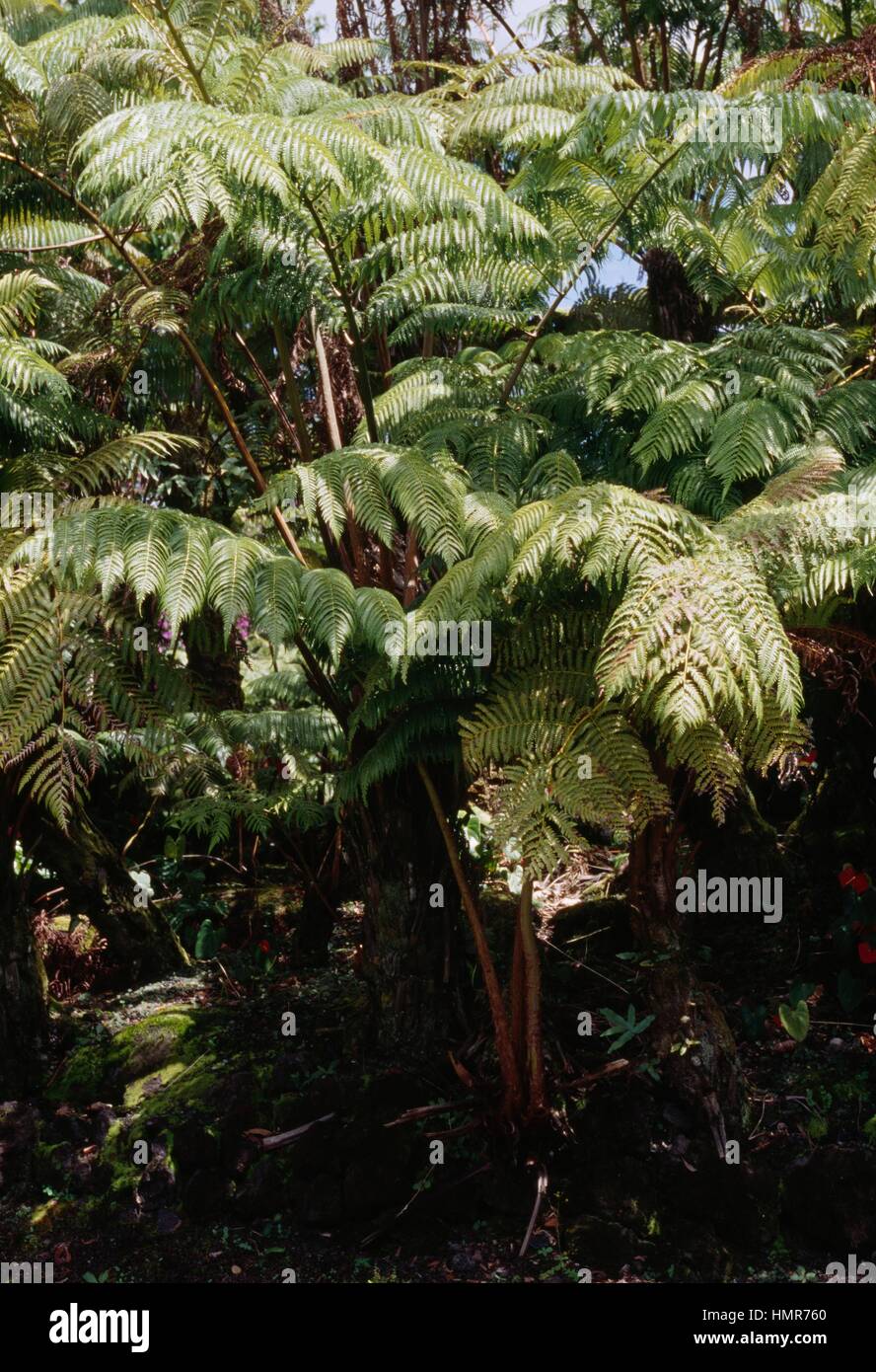 Hawaiian tree fern, Man Fern or Hapuu (Cibotium chamissoi ...