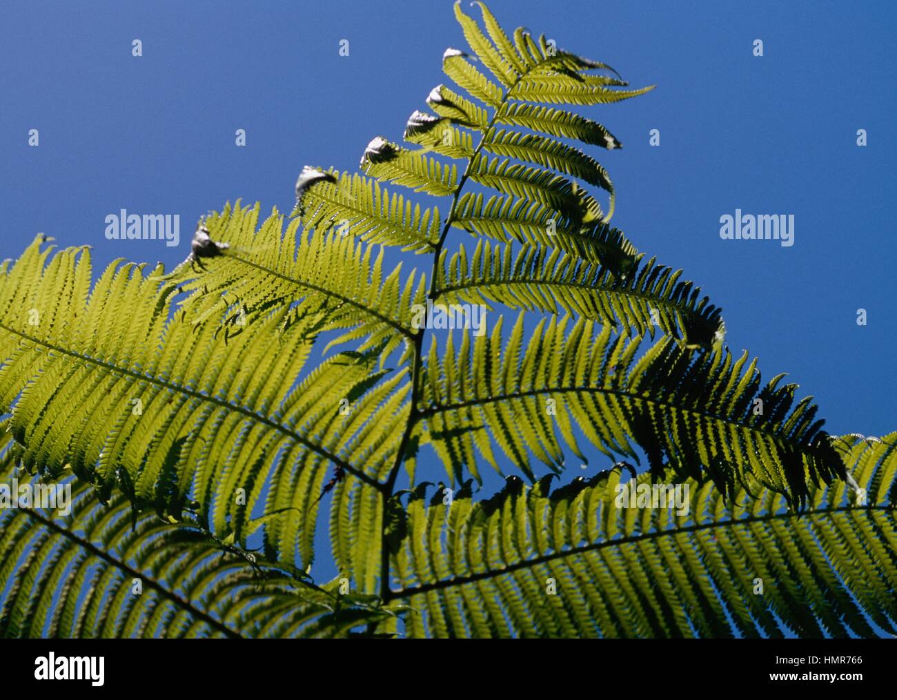 Hawaiian tree fern, Man Fern or Hapuu (Cibotium chamissoi ...