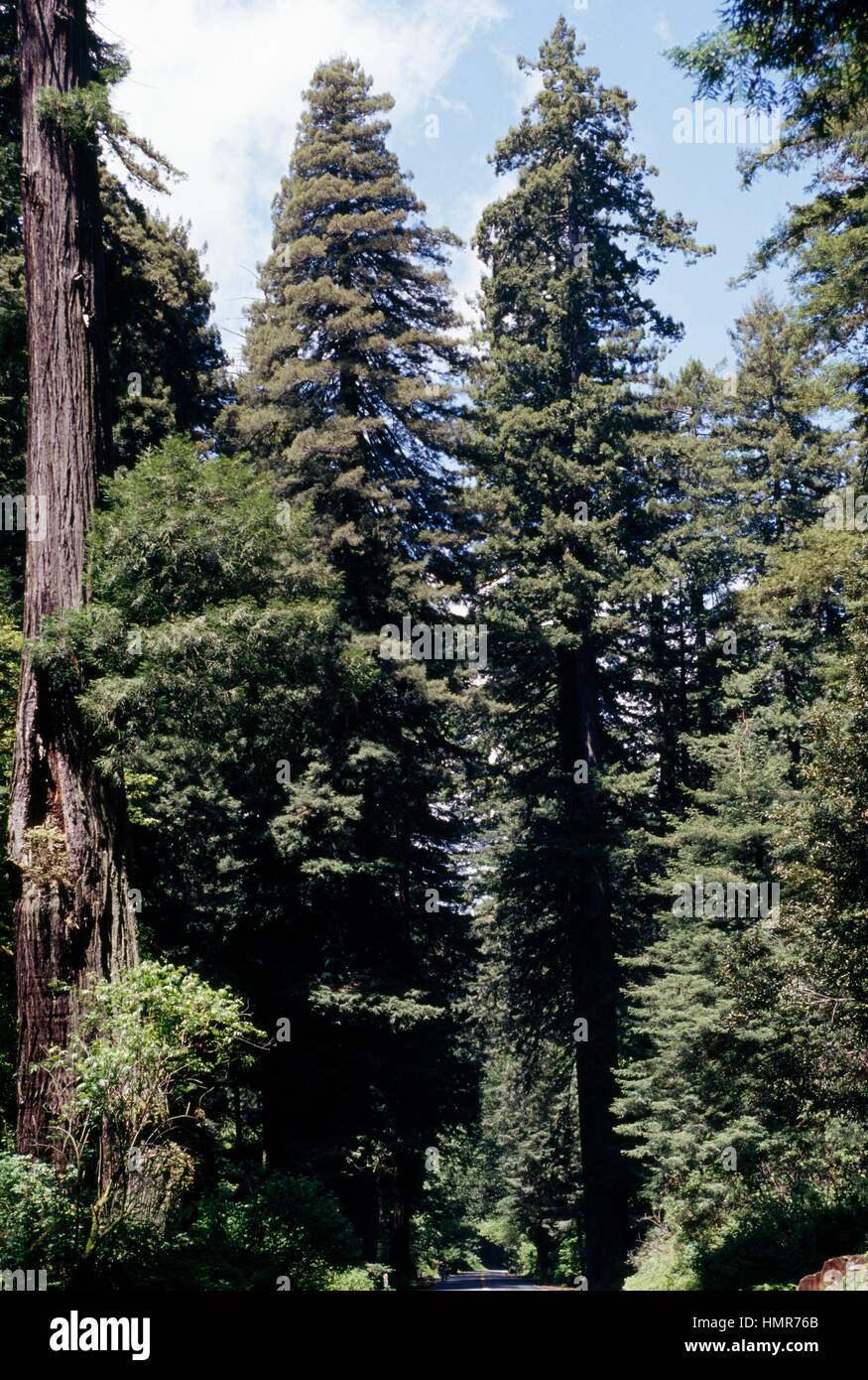 Coast Redwood, California Redwood or Giant Redwood trees (Sequoia ...