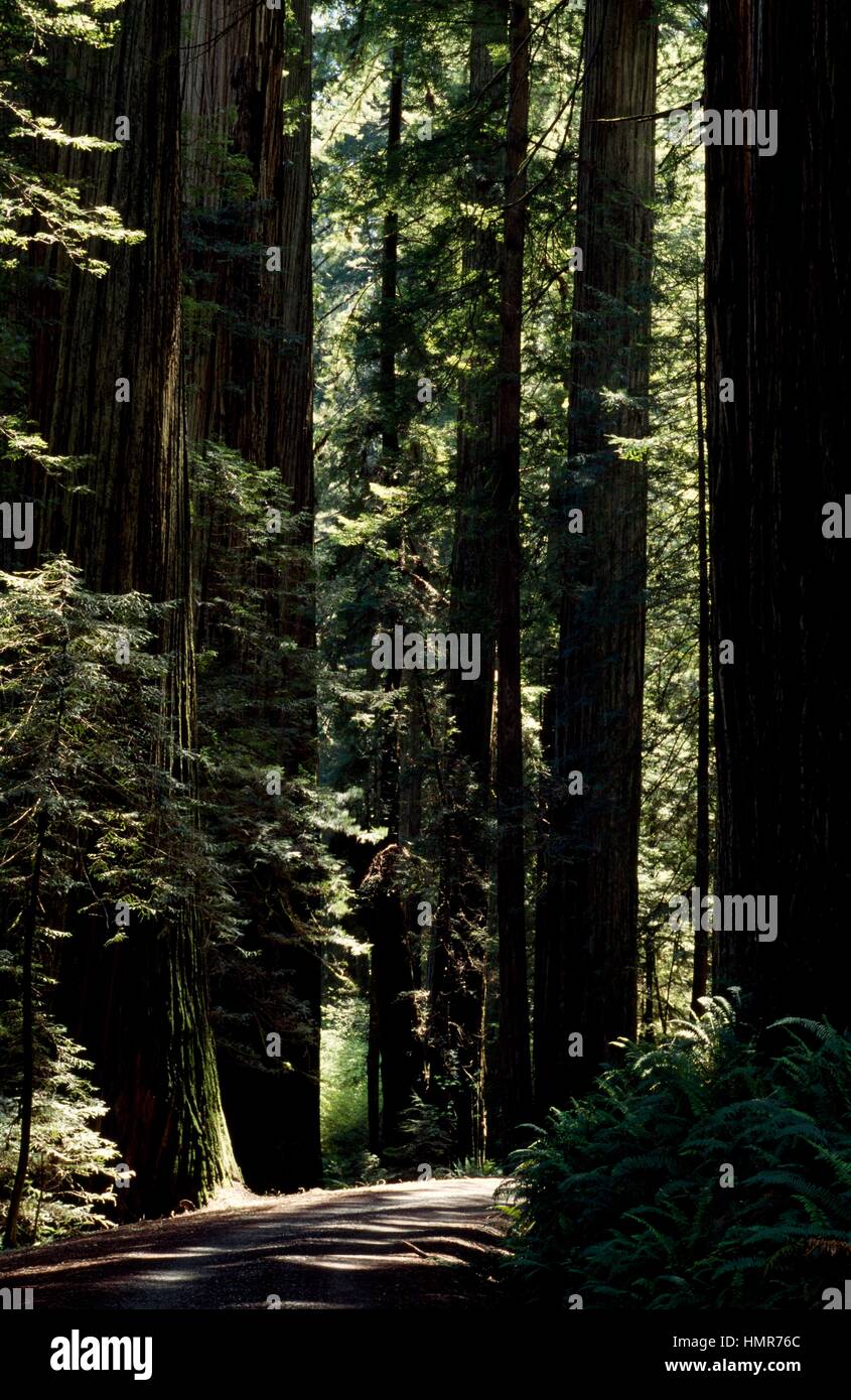 Evergreen Sequoia trunks (Sequoia sempervirens), Cupressaceae Stock ...