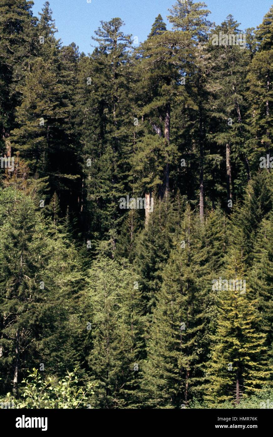 Coast Redwood, California Redwood or Giant Redwood trees (Sequoia ...