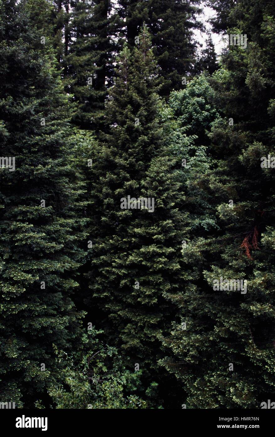 Coast redwood or California redwood specimens (Sequoia sempervirens ...